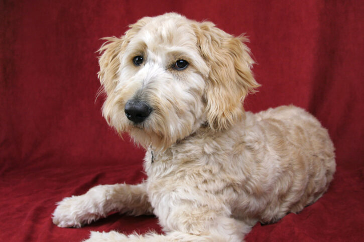What Does F1 Goldendoodle Mean? Unraveling the Crossbreed